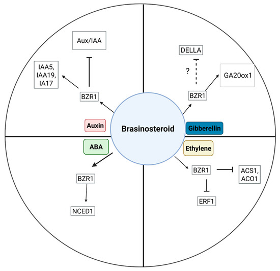 Brassinosteroids: Biosynthesis, Signaling, and Hormonal Crosstalk as ...