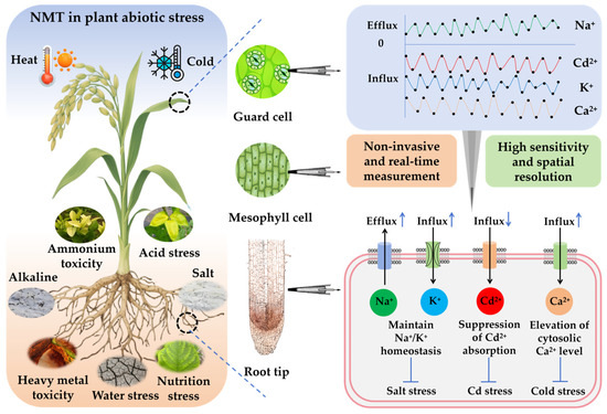 Non-Invasive Micro-Test Technology in Plant Physiology Under Abiotic ...
