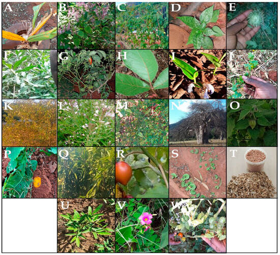 Plants Utilization and Perceptions in the Context of Novel Indigenous ...