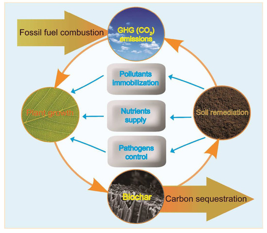 Leveraging Biochar Amendments to Enhance Food Security and Plant Resilience Under Climate Change