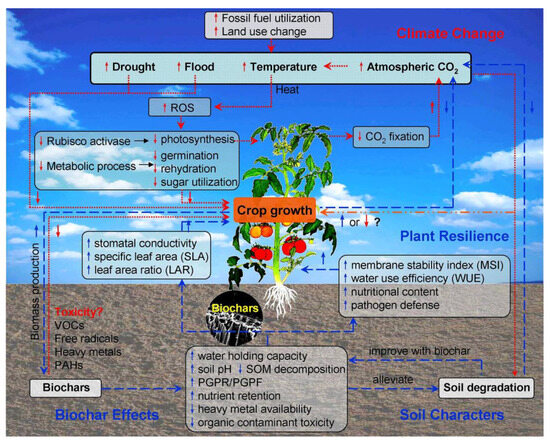 Leveraging Biochar Amendments to Enhance Food Security and Plant Resilience Under Climate Change