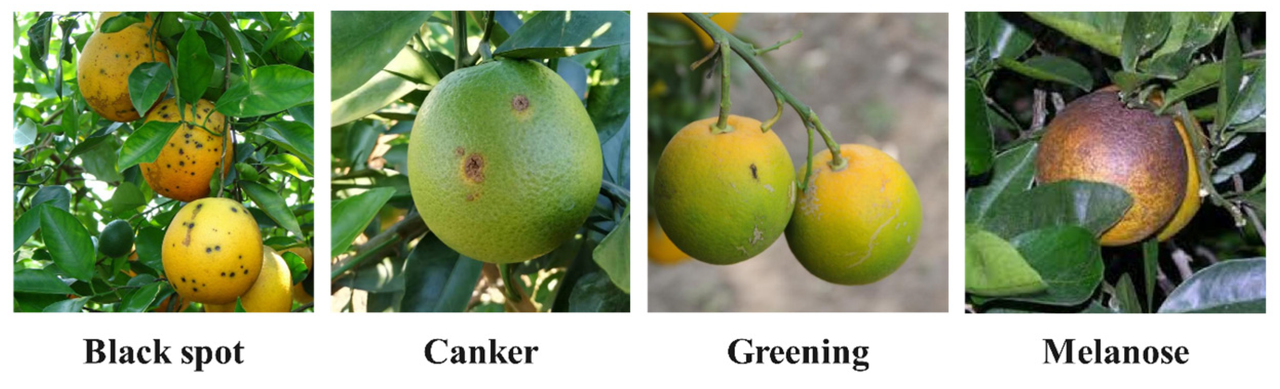 YOLOv10-LGDA: An Improved Algorithm for Defect Detection in Citrus Fruits Across Diverse Backgrounds