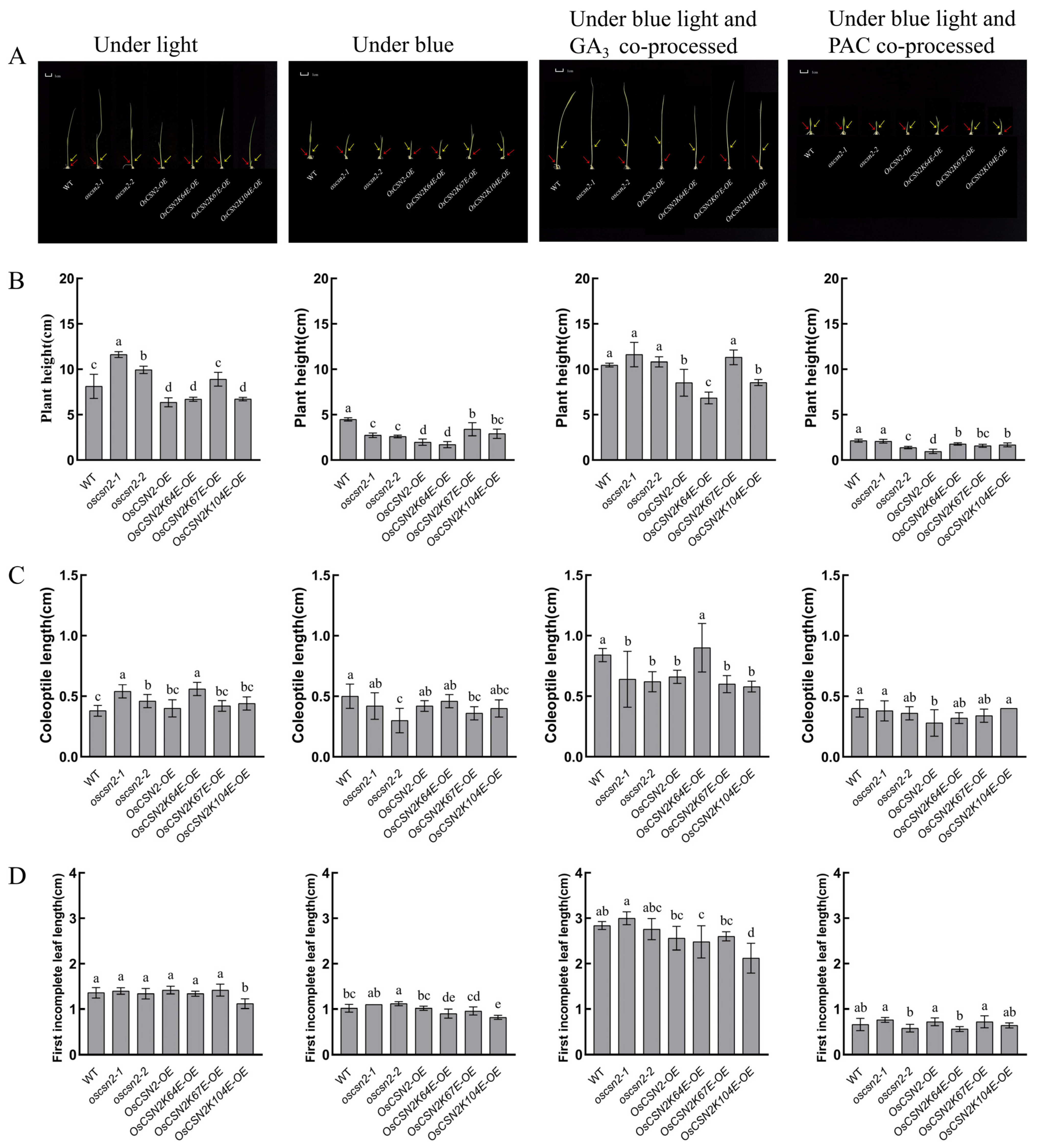 Under Blue Light Treatment, OsCSN2 Regulates the Phenotype of Rice ...