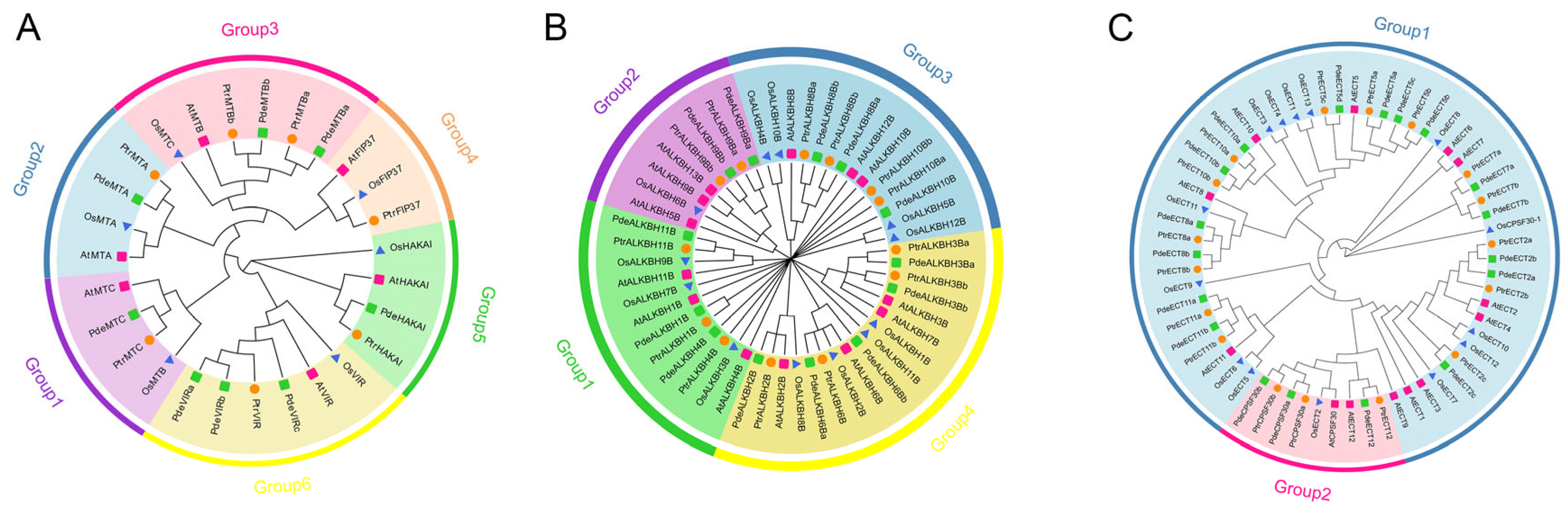 Genome-Wide Identification and Evolutionary Analysis of m6A-Related Gene Family in Poplar Nanlin895
