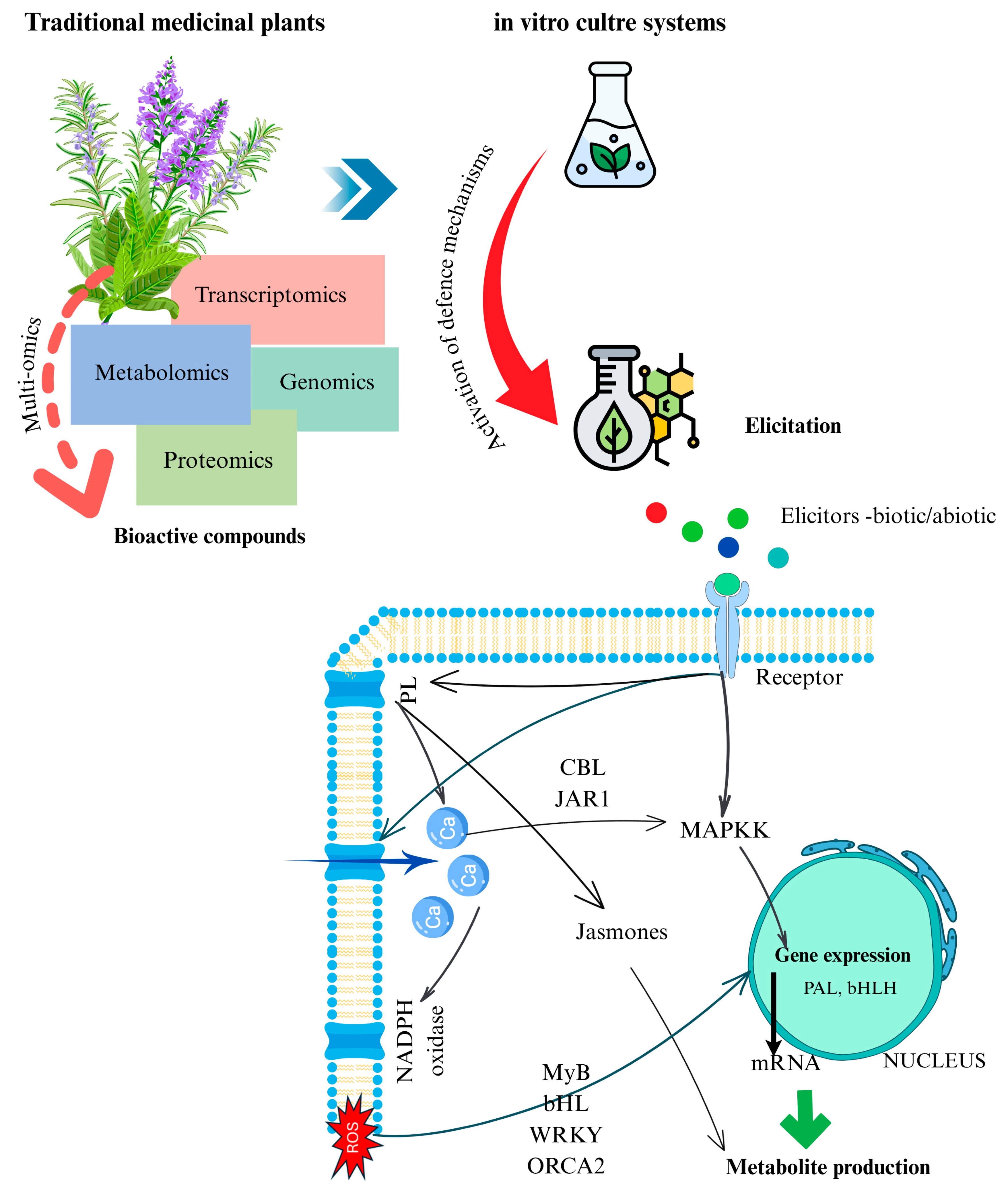 Revisiting Traditional Medicinal Plants: Integrating Multiomics, In ...