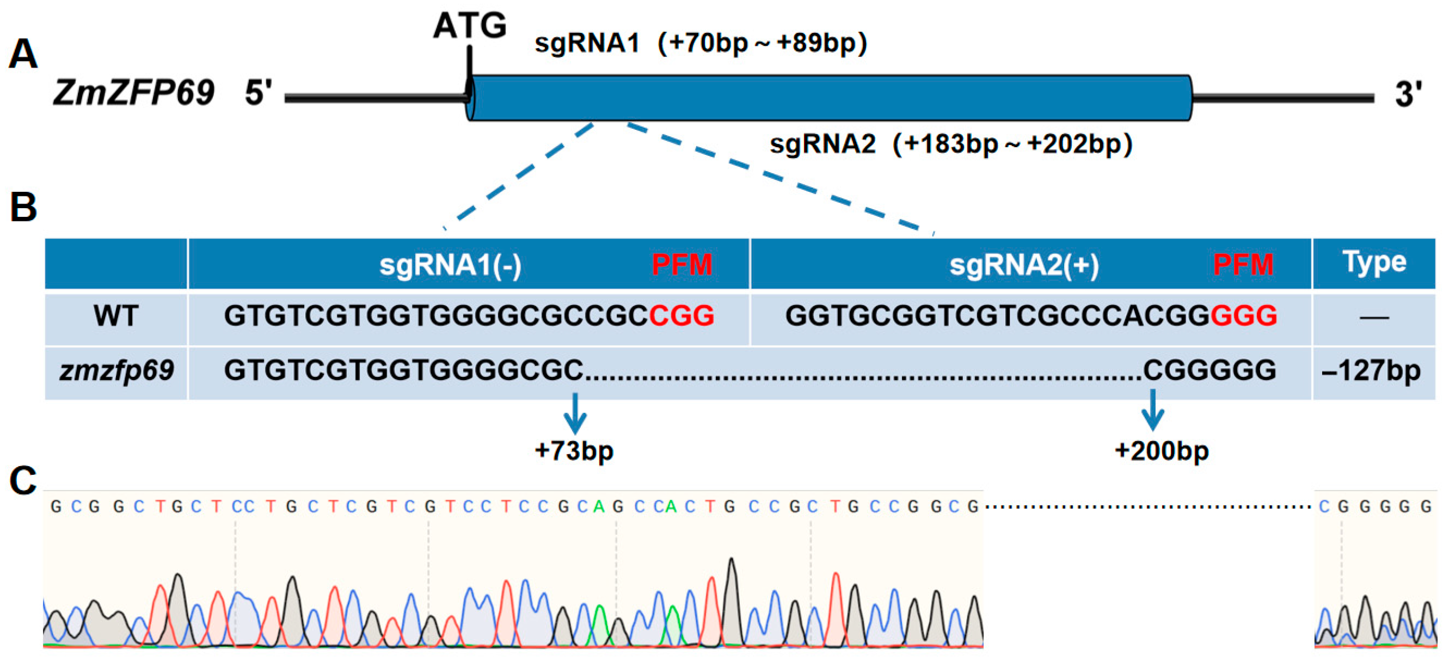 Functional Analysis of Zinc Finger Protein Transcription Factor ZmZFP69 ...