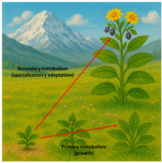 Secondary Metabolites in Plants