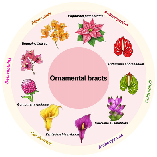 Advances in Bract Coloration: Diversity, Pigment Synthesis, and ...