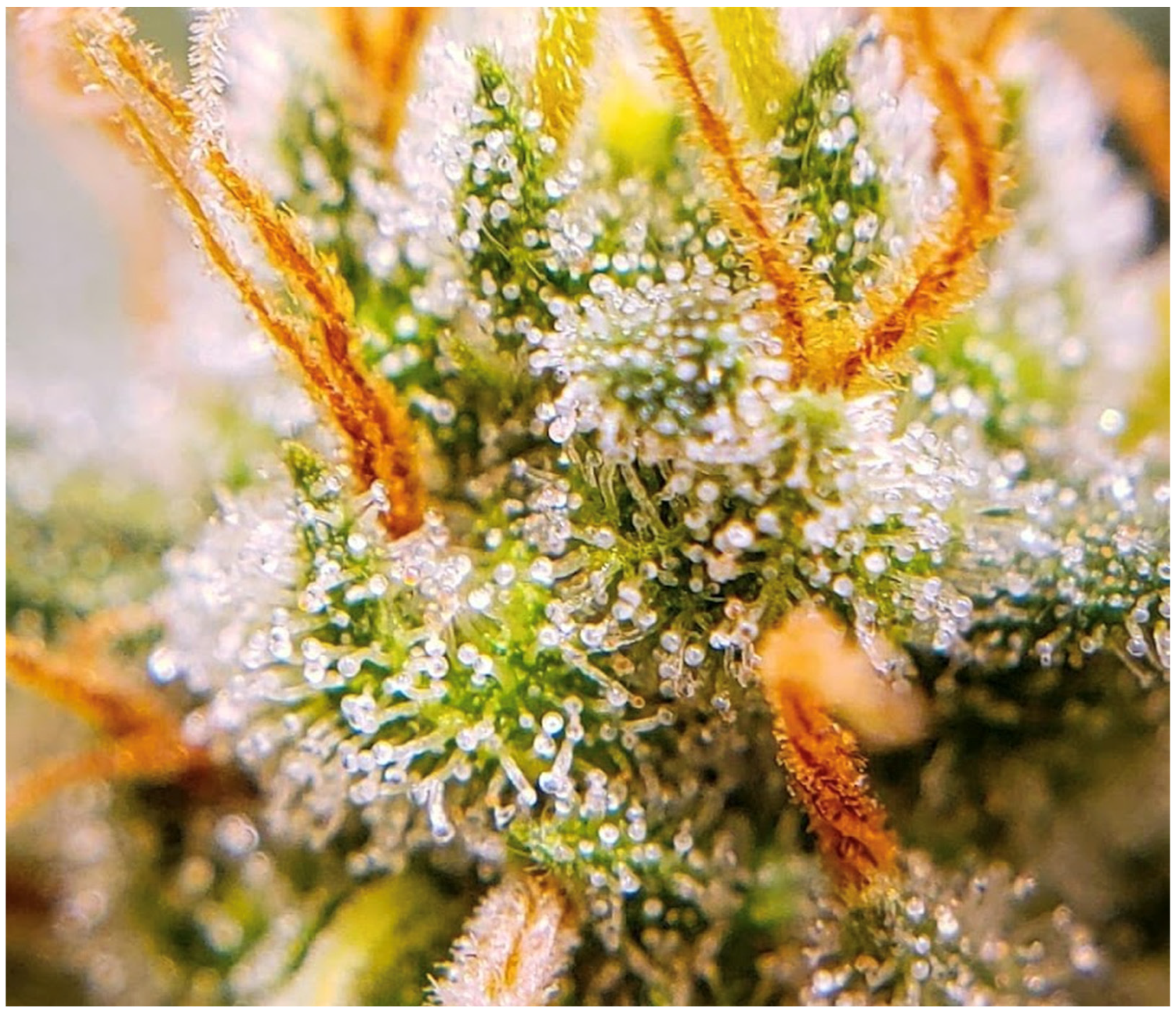 Bracts, Buds, and Biases: Uncovering Gaps in Trichome Density ...