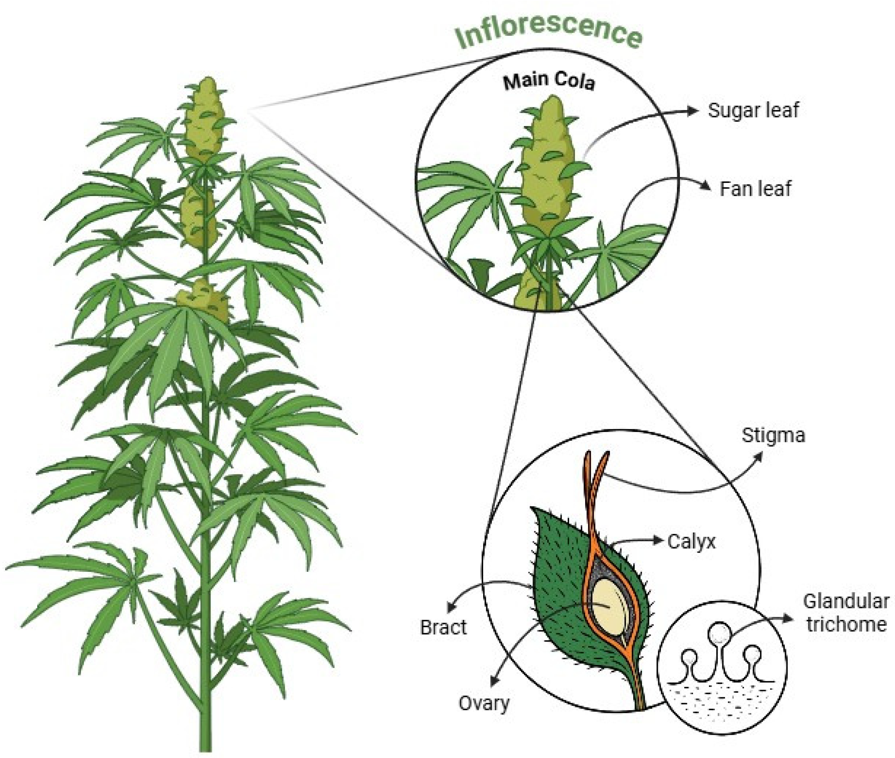 Bracts, Buds, and Biases: Uncovering Gaps in Trichome Density ...