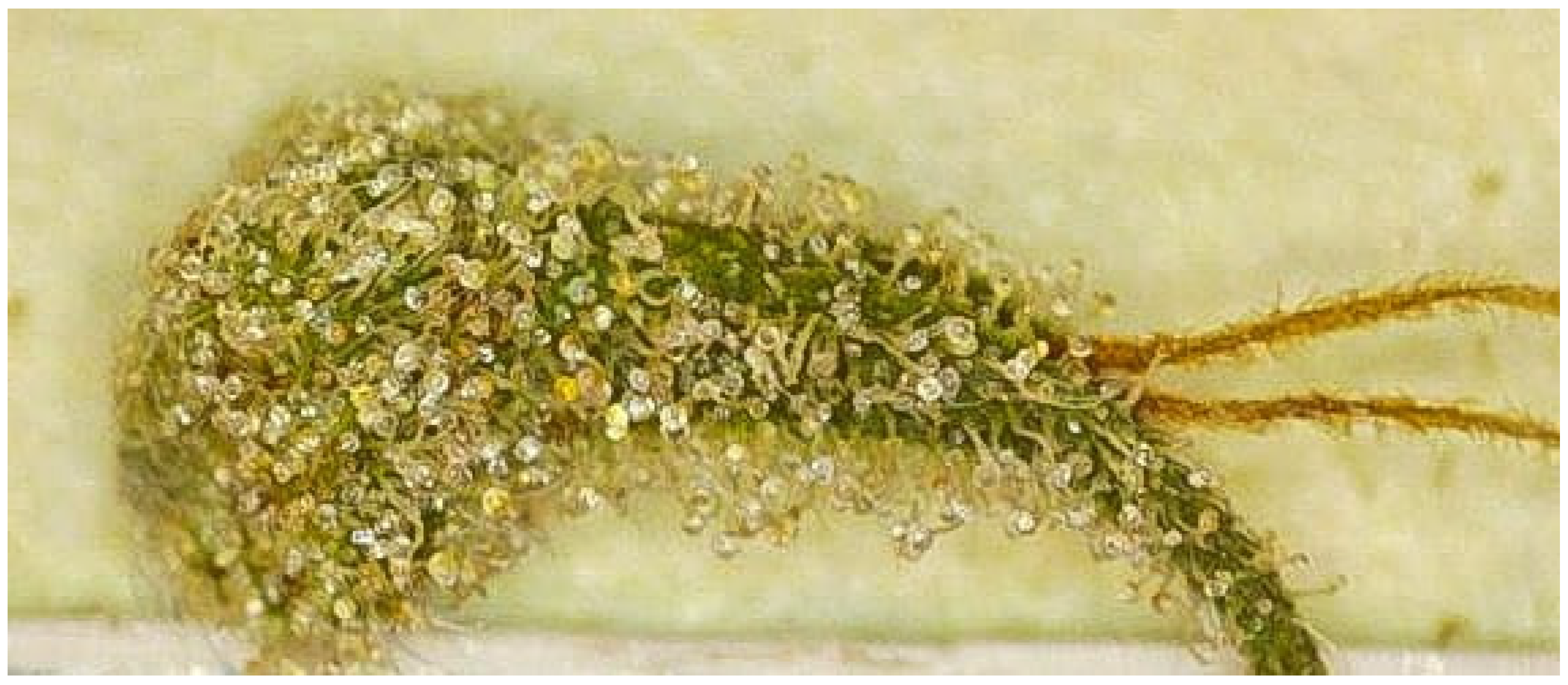 Bracts, Buds, and Biases: Uncovering Gaps in Trichome Density ...