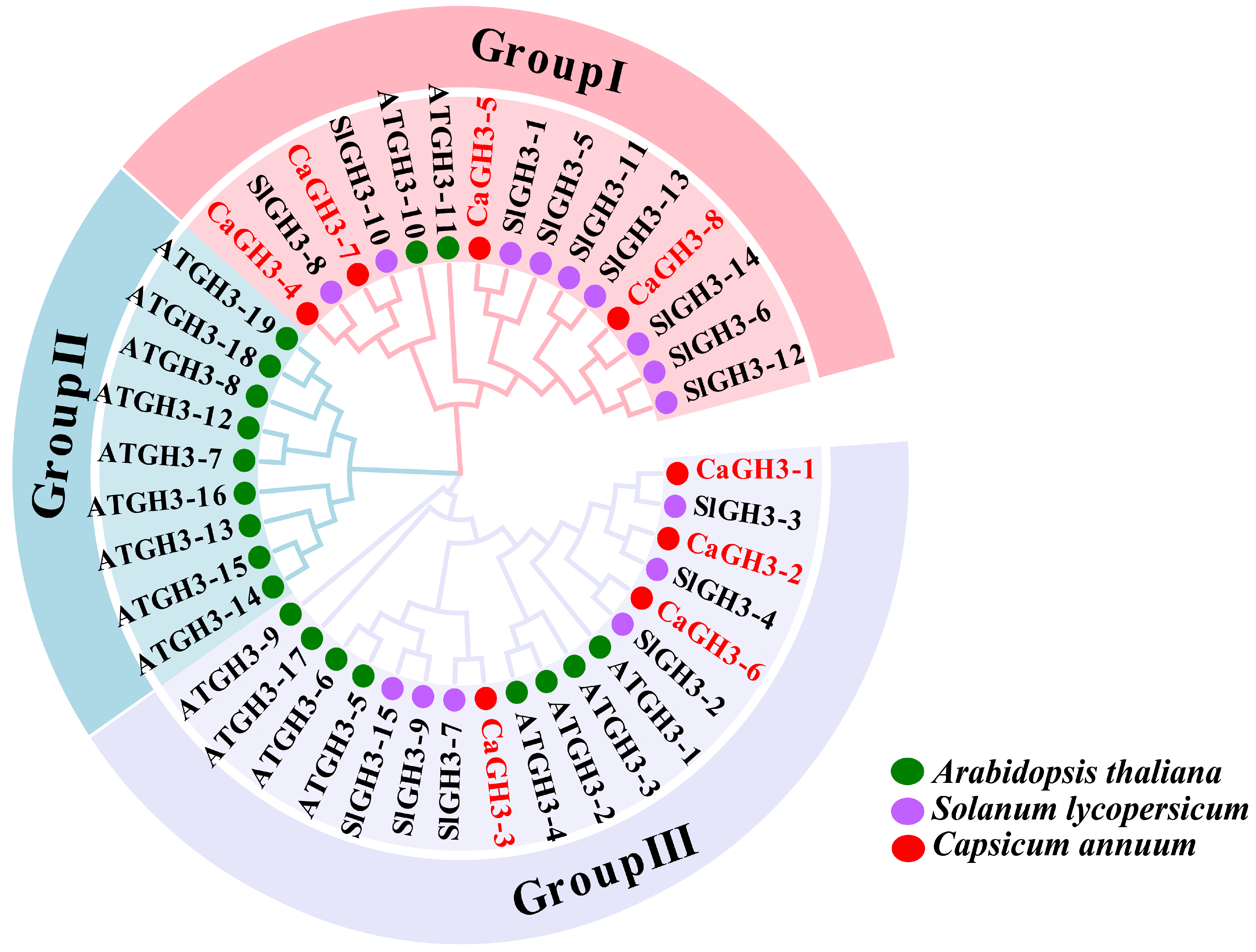 Genome-Wide Identification and Expression Analysis of Auxin-Responsive ...