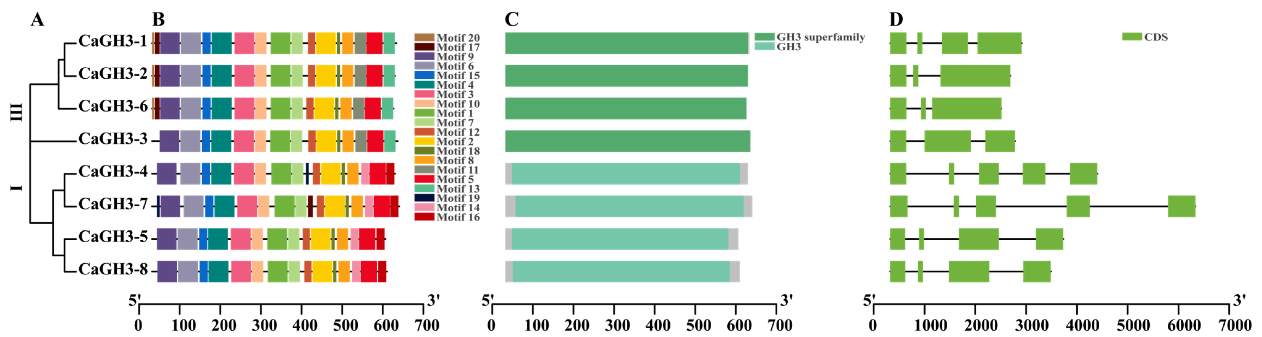 Genome-Wide Identification and Expression Analysis of Auxin-Responsive ...