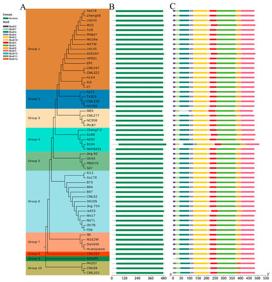 Genetic Improvement and Functional Characterization of AAP1 Gene for ...