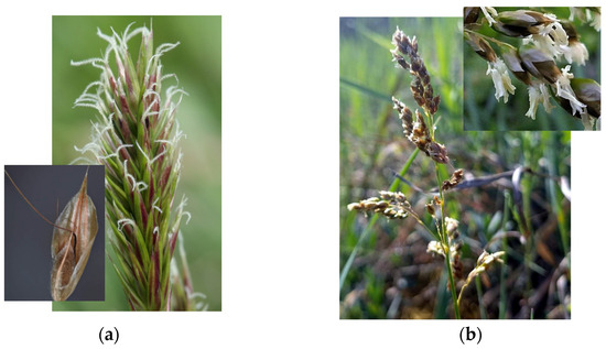 Evaluating Inflorescence Morphology in Two Species and Subspecies of ...