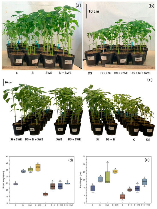 Biostimulatory Effects of Foliar Application of Silicon and Sargassum ...