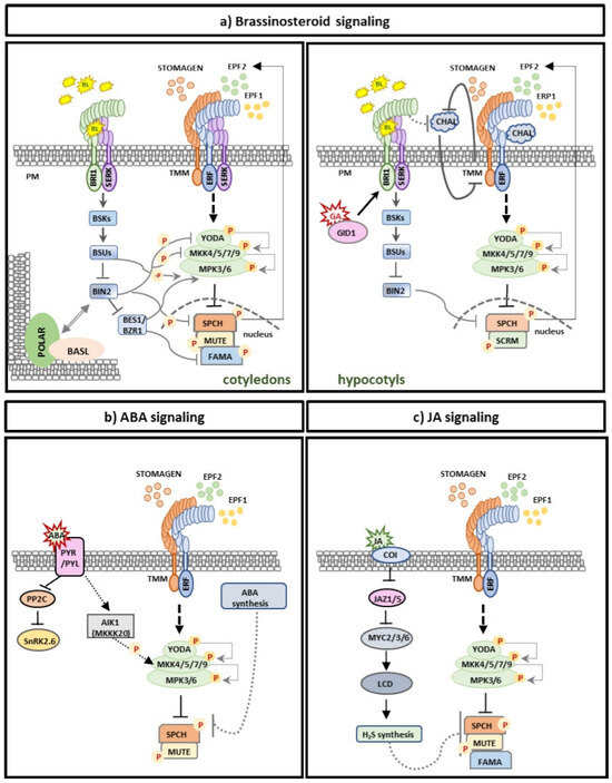Guardians of Water and Gas Exchange: Adaptive Dynamics of Stomatal ...