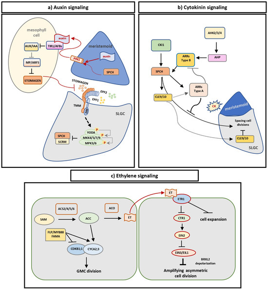 Guardians of Water and Gas Exchange: Adaptive Dynamics of Stomatal ...