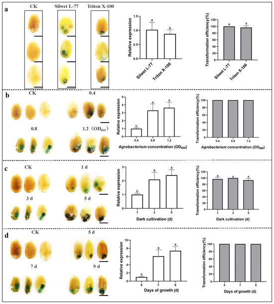Establishment of Agrobacterium-Mediated Transient Transformation System ...