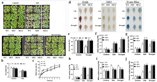 Establishment of Agrobacterium-Mediated Transient Transformation System ...