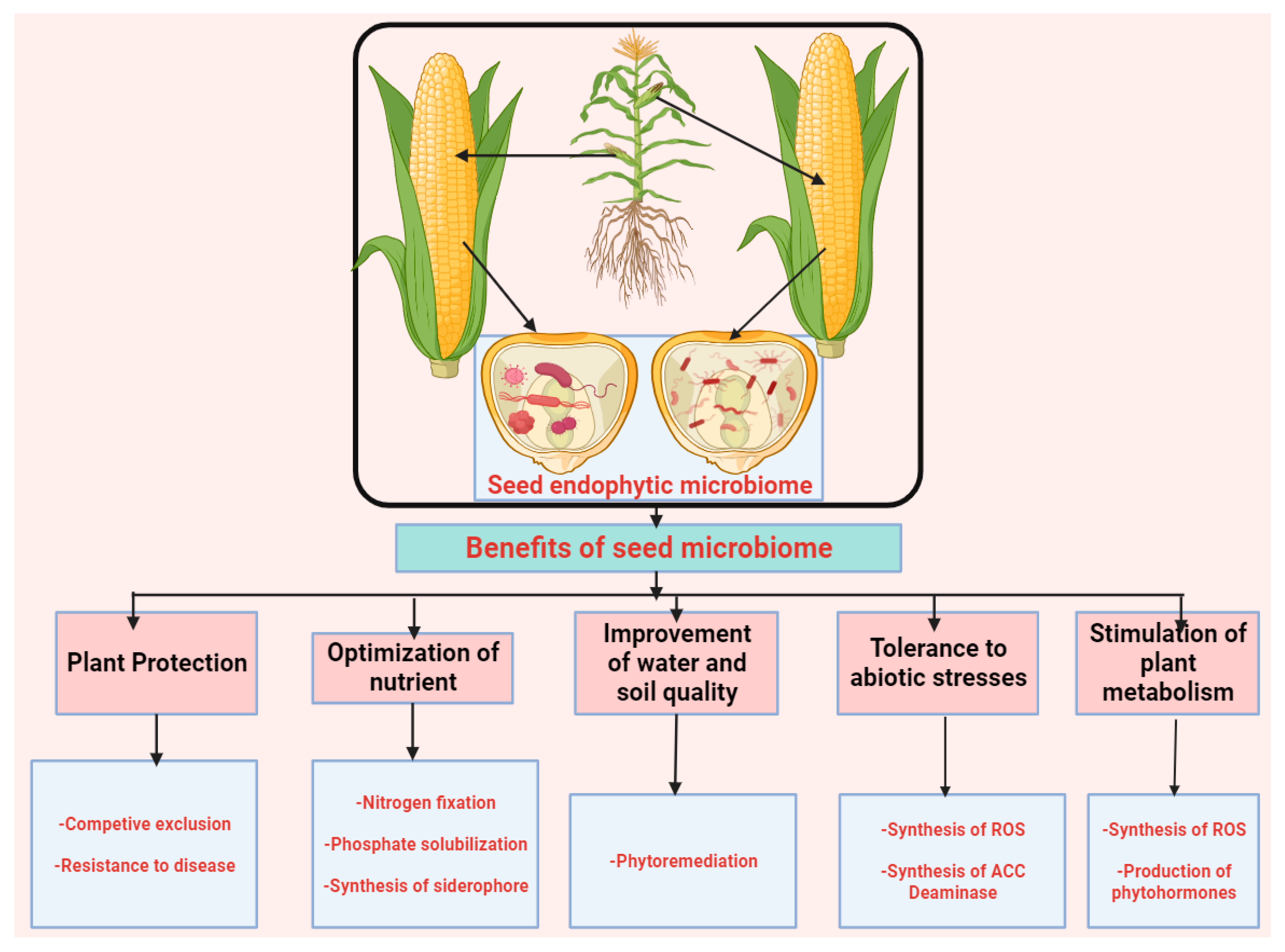 Harnessing Seed Endophytic Microbiomes: A Hidden Treasure for Enhancing Sustainable Agriculture