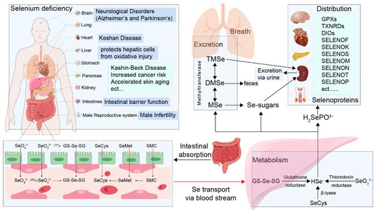 Selenium Compounds and Their Bioactivities: Molecular Mechanisms and ...