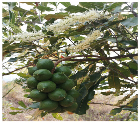 Annual Dynamics of Endogenous Hormones Reveal the Mechanism of Off ...