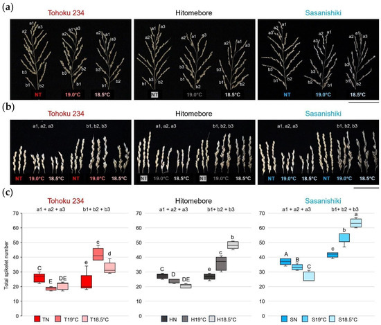 Low-Temperature-Induced Changes in Rice Panicle Architectures and Their ...