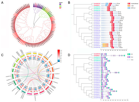 Characterization of the Soybean GPAT Gene Family Identifies GmGPAT1 as ...