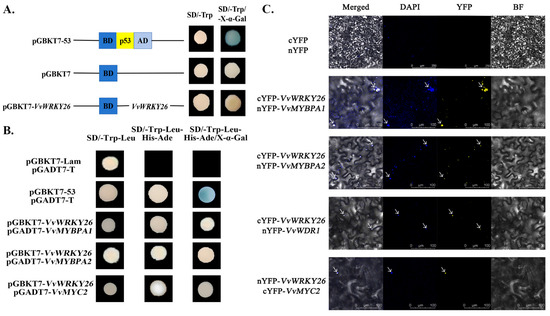 The VvWRKY26-MBW Complex Induced by Salicylic Acid Promotes the ...