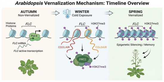 Ecological Memory in Plants: Epigenetic Integration of Abiotic Stress ...