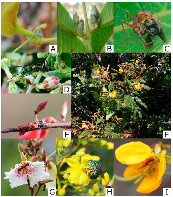 Multifunctional Roles of Extrafloral Nectaries in Shaping Plant–Insect ...