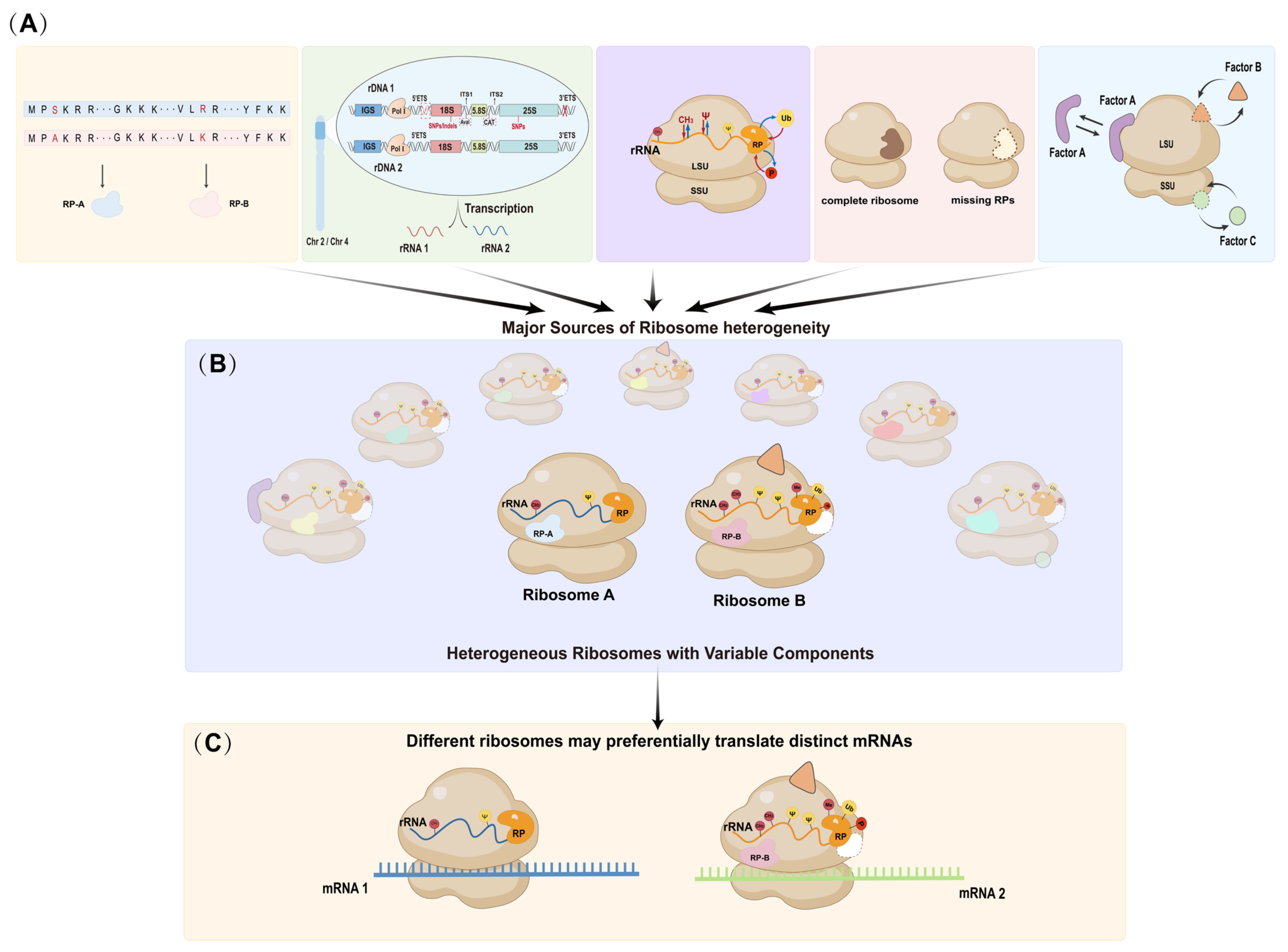 Ribosome Heterogeneity in Plants: The Causes of This Phenomenon and Its ...