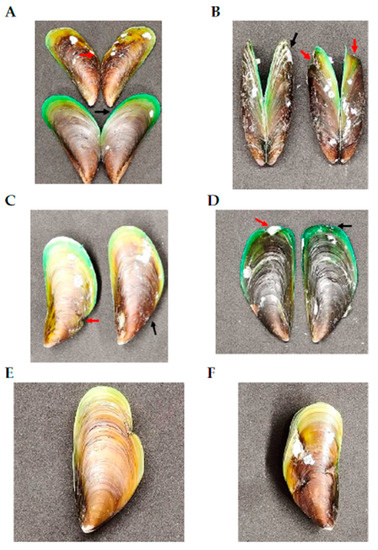 Shell Deformities in the Green-Lipped Mussel Perna viridis: Occurrence ...