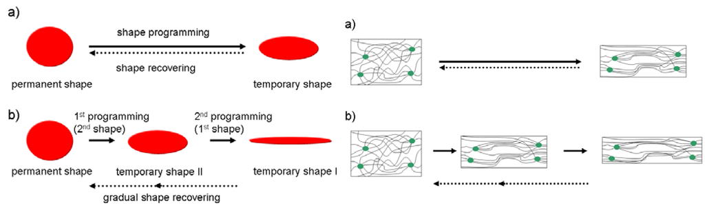 Review on the Functional Determinants and Durability of Shape Memory ...