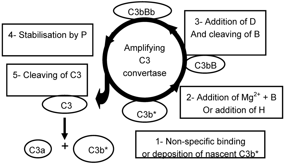 The Interactions between Blood and Polymeric Nanoparticles Depend on ...