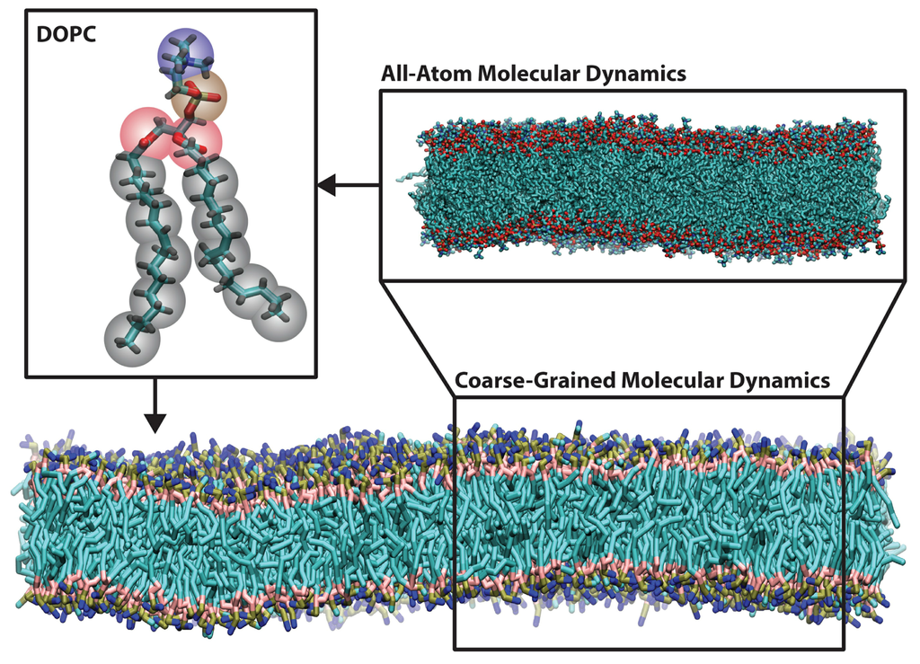 Polymers | Free Full-Text | Coarse-Grained Models for Protein-Cell Membrane Interactions