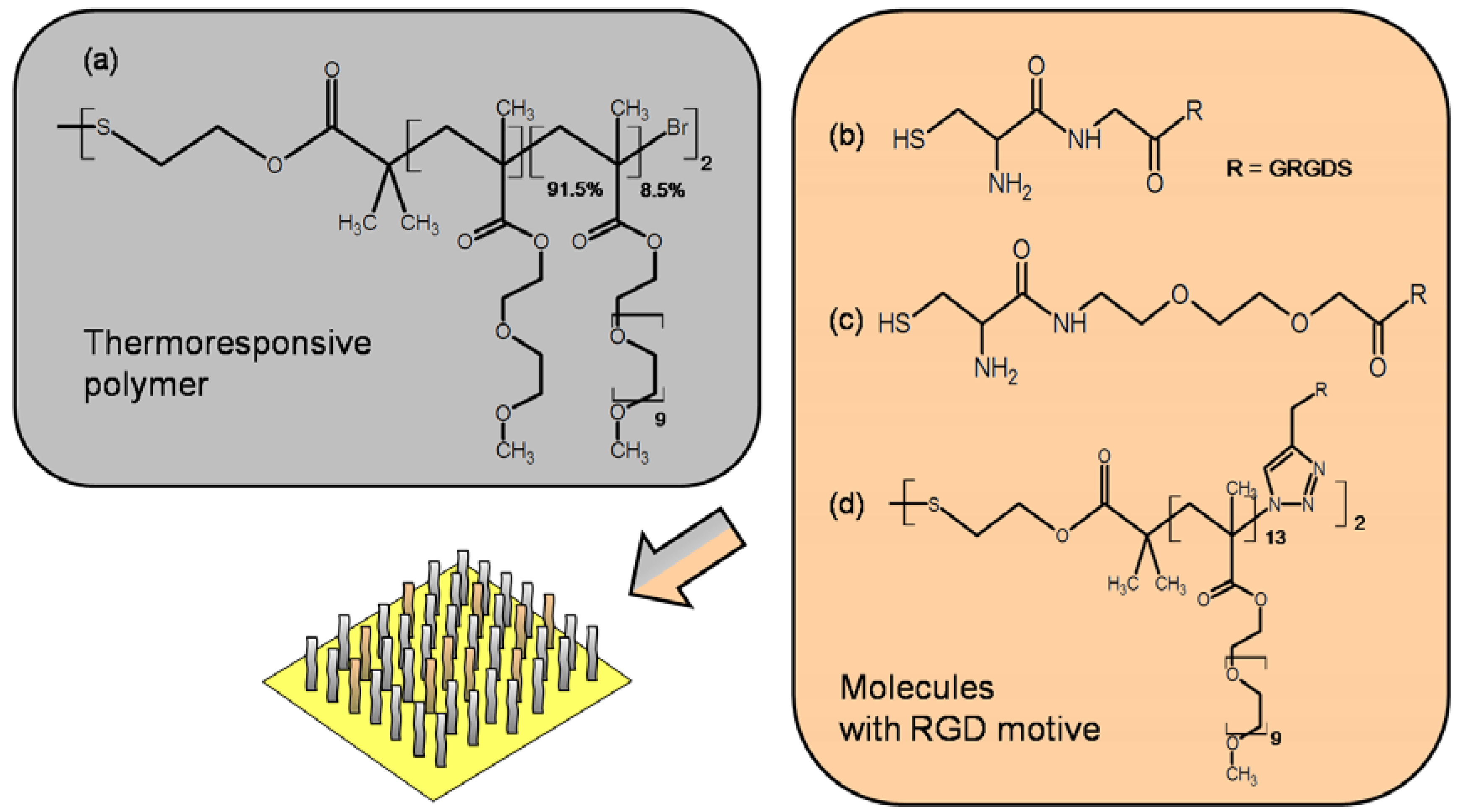 On the Interaction of Adherent Cells with Thermoresponsive Polymer Coatings