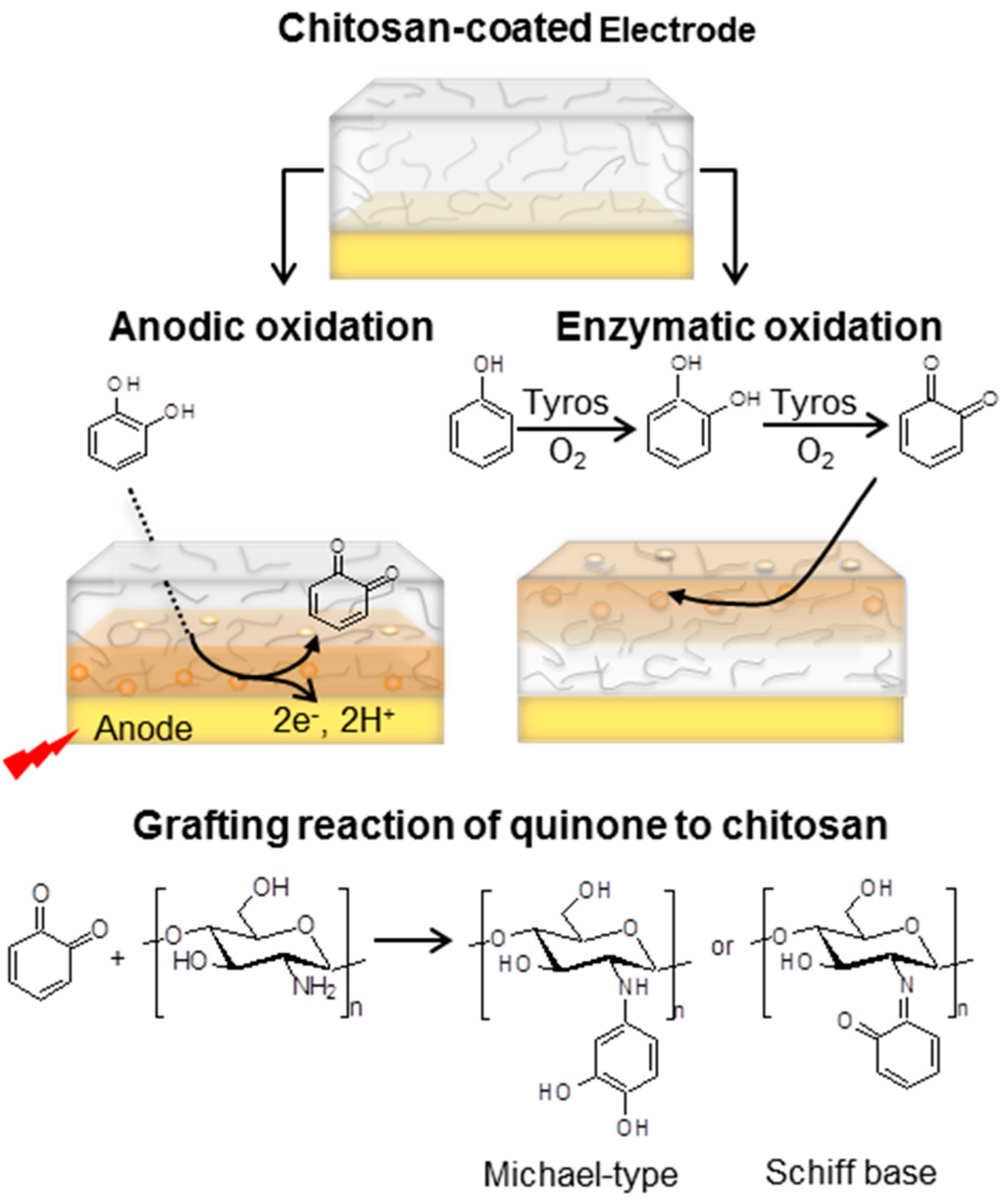 Chitosan to Connect Biology to Electronics: Fabricating the Bio-Device ...