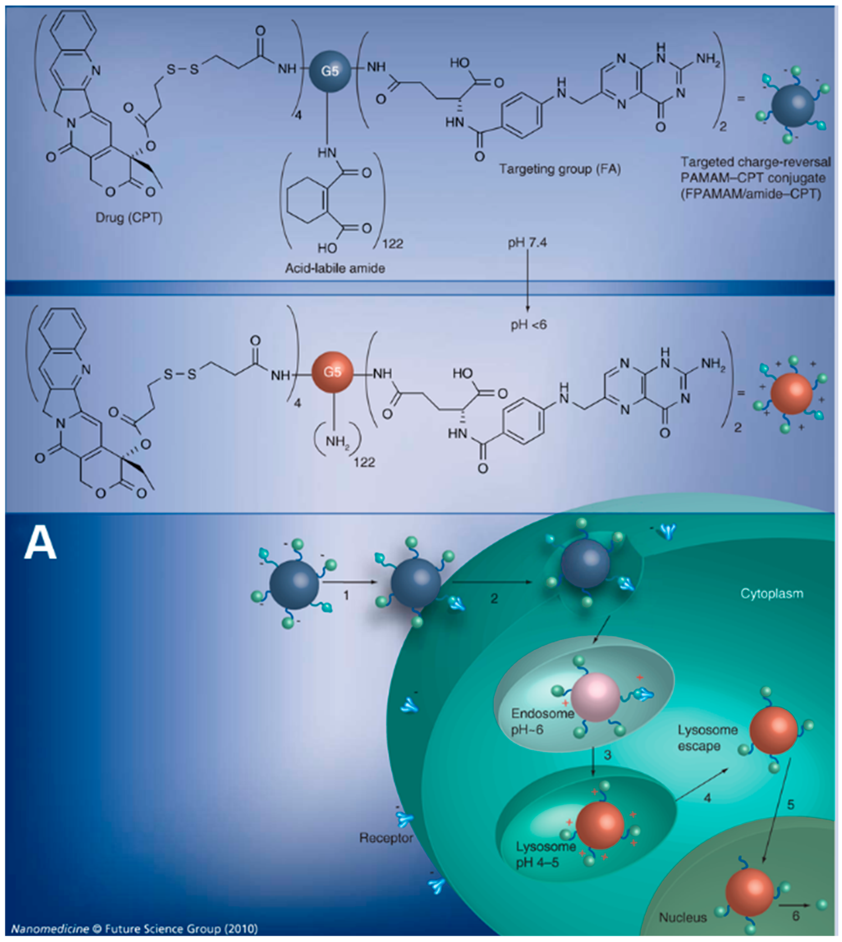 Polymers | Free Full-Text | Activated Charge-Reversal Polymeric Nano-System: The Promising ...