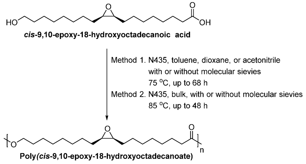 Enzymatic Synthesis of Biobased Polyesters and Polyamides