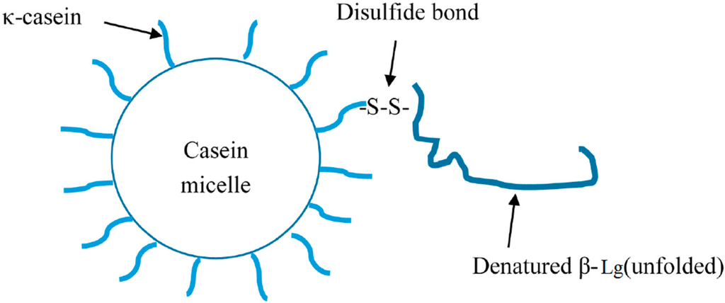 Milk Protein Polymer and Its Application in Environmentally Safe Adhesives