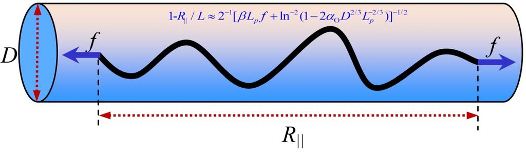 Polymers | Free Full-Text | Stretching a Semiflexible Polymer in a Tube