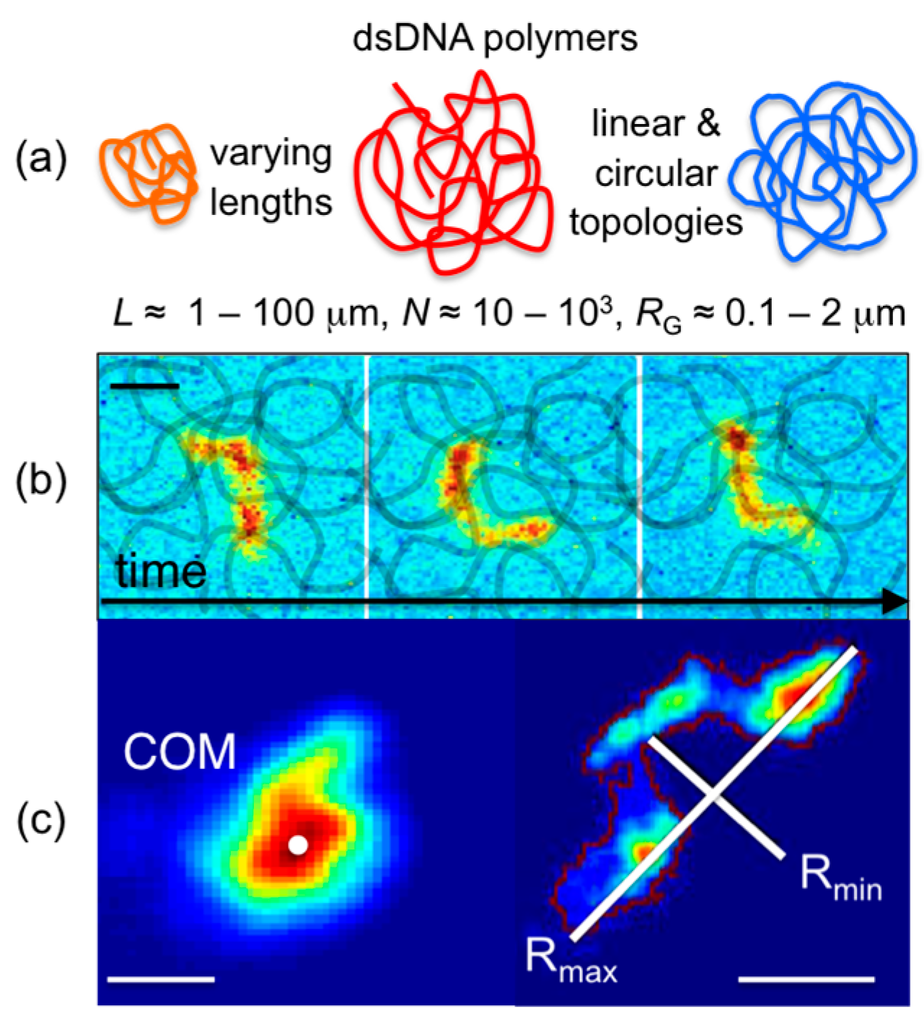 Polymers | Free Full-Text | DNA as a Model for Probing Polymer ...