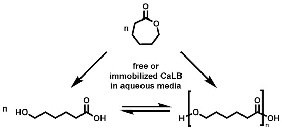 CaLB Catalyzed Conversion of ε-Caprolactone in Aqueous Medium. Part 1 ...
