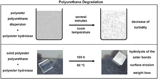 Polymers | Free Full-Text | Degradation of Polyester Polyurethane by ...