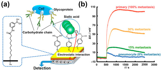 Polymers | Free Full-Text | Sialic Acid-Targeted Biointerface Materials ...
