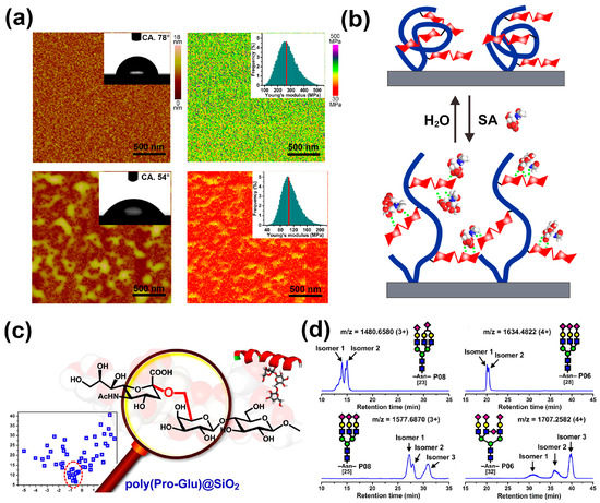 Polymers | Free Full-Text | Sialic Acid-Targeted Biointerface Materials ...
