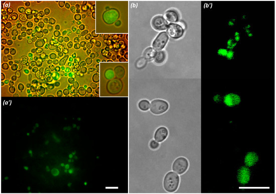 Polymeric Amines and Ampholytes Derived from Poly(acryloyl chloride ...