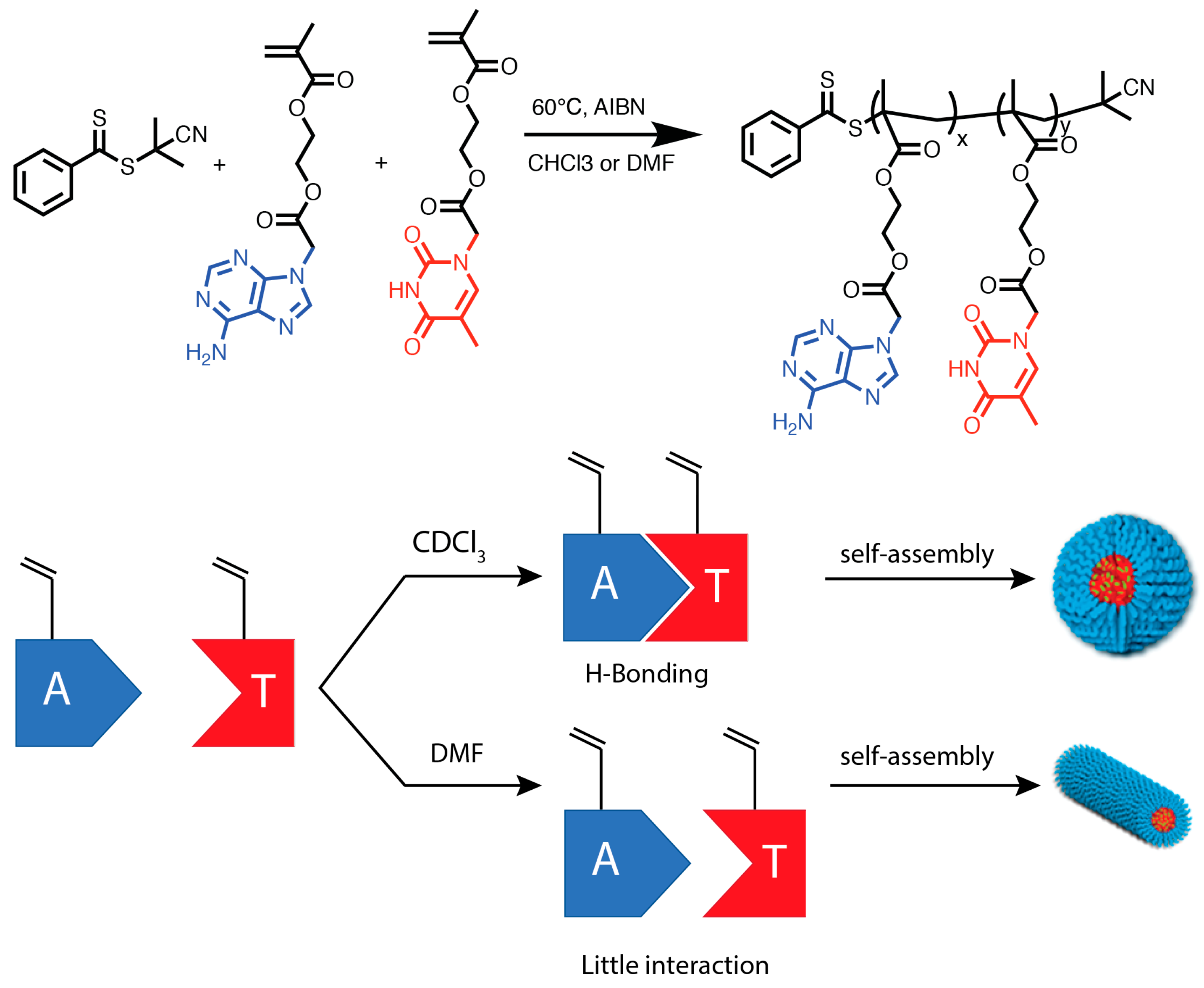 Polymers Free Full Text Nucleobase Containing Polymers Structure
